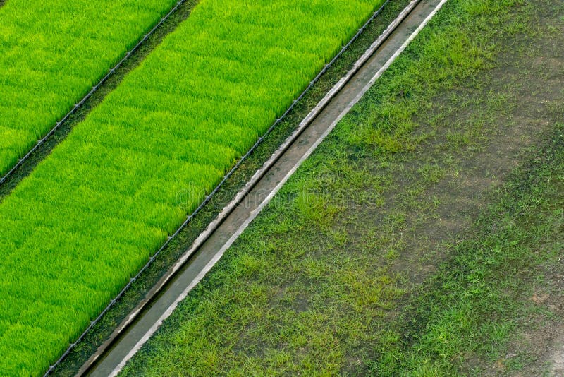 Rice Field Pattern and Field of Plowed Ground, Abstract Background ...