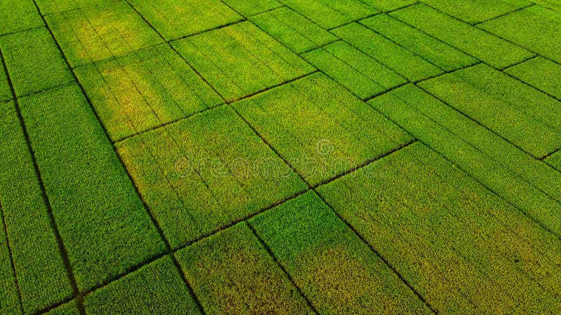 Rice Field Pattern 4 stock image. Image of asphalt, tree - 209962667