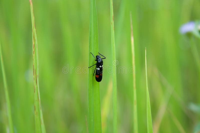Rice field and pest stock image. Image of summer, agriculture - 45211291