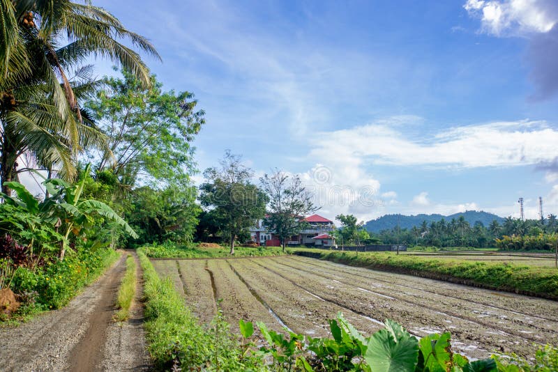 The Rice Field on Philippines Stock Photo - Image of asia, luang: 154630020