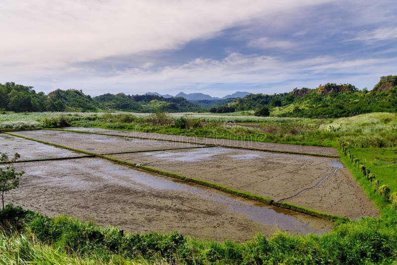 Rice field in Philippines stock photo. Image of asia - 83522314