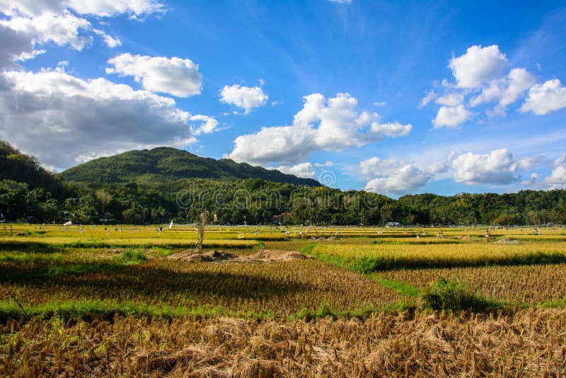 Rice Field in the Philippines, Bohol Island Stock Photo - Image of ...