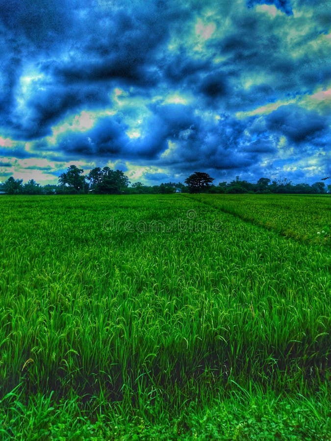 Rice Field of the Philippines Stock Photo - Image of philippines, field ...
