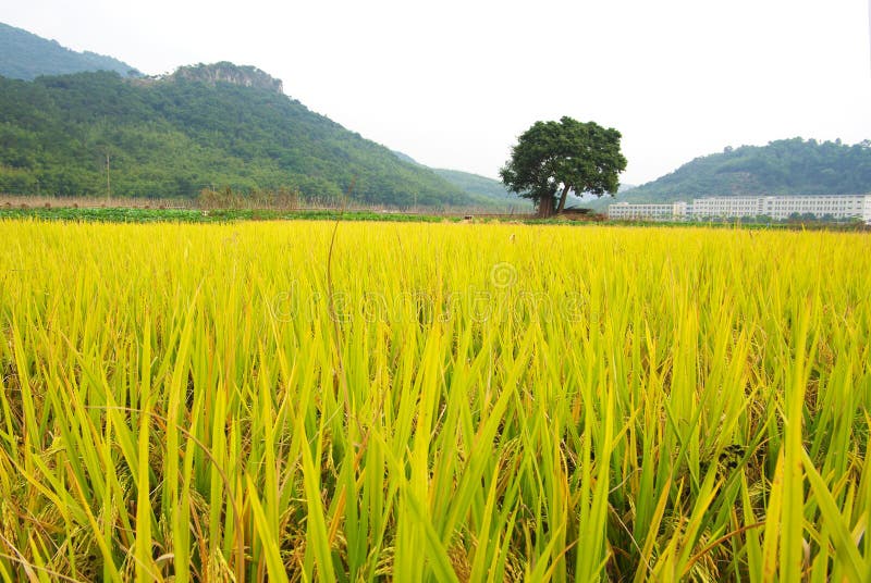 Rice field stock photo. Image of crop, abstract, healthy - 62098250