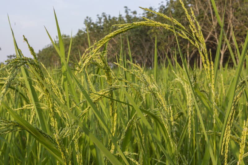Rice field stock photo. Image of closeup, botany, branch - 51616628