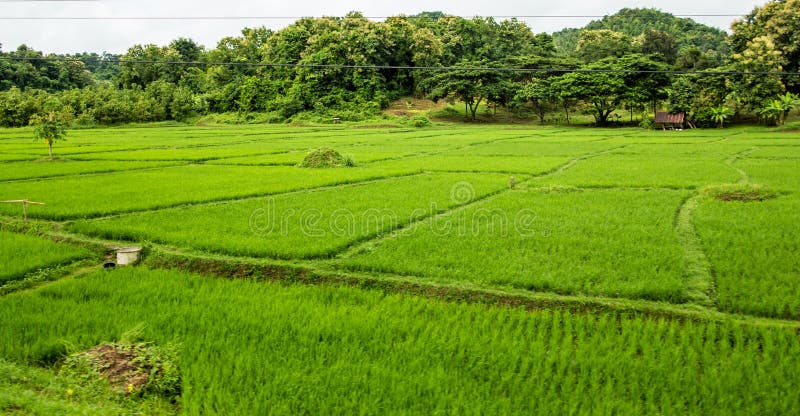 Rice Field Plantation, Chiang Mai Stock Photo - Image of scenery ...