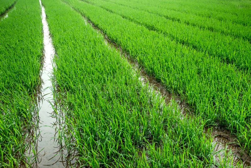 Rice Field and Planted Rice in Water Stock Photo - Image of asia ...