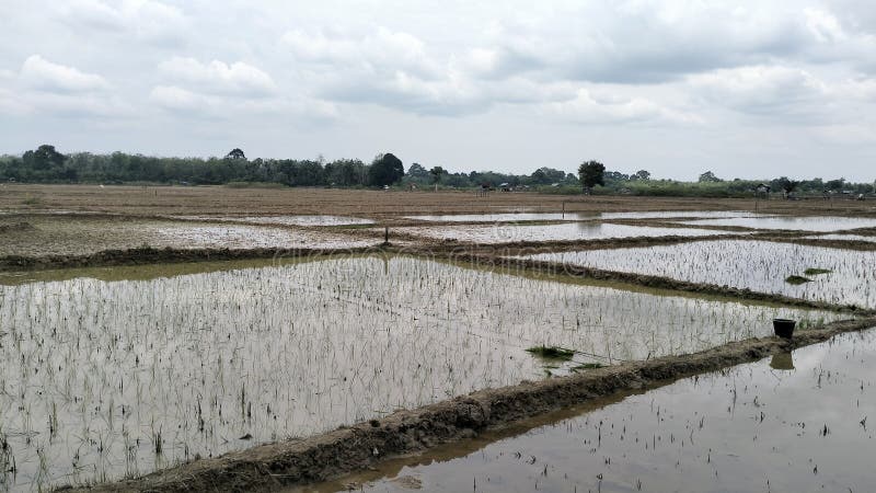 Rice field before planting stock photo. Image of water - 289893468