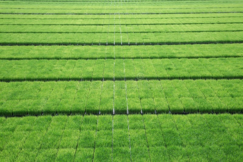 Rice field planting plot stock image. Image of garden - 278490671