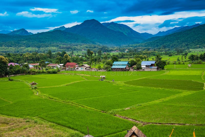 Rice Field in the Window Frame Stock Photo - Image of growth ...