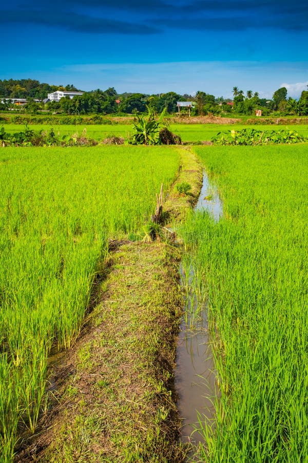 Rice field in Pua district stock photo. Image of meadow - 173456504