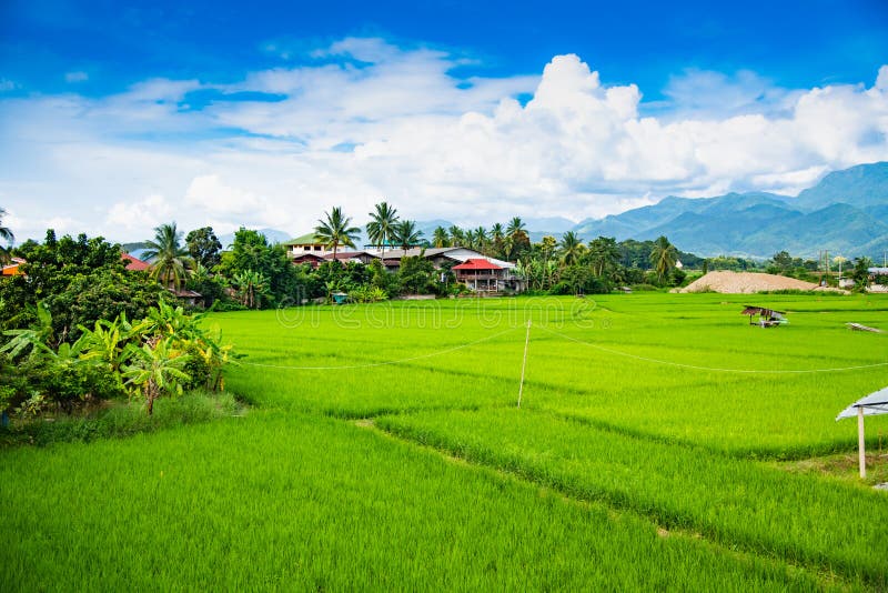 Rice field in Pua district stock photo. Image of meadow - 173456890