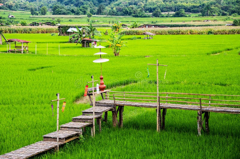 Rice field in Pua district stock photo. Image of farm - 278763276