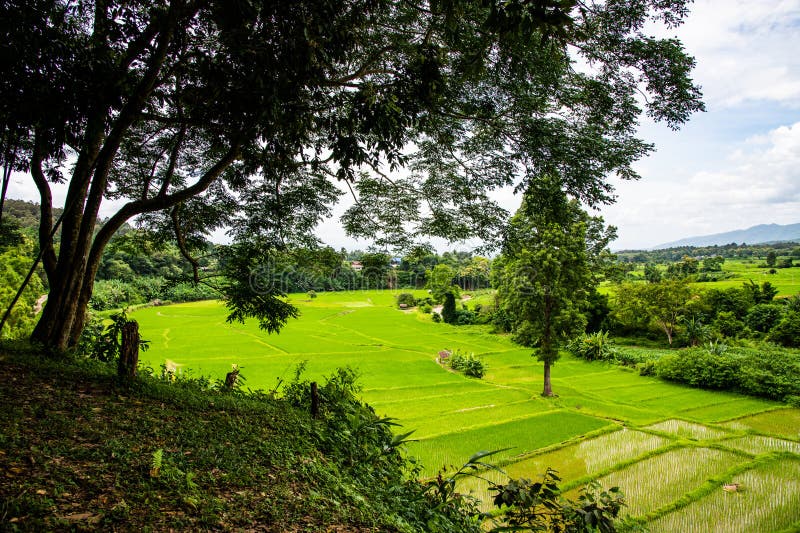 Rice field in Pua district stock image. Image of fresh - 337262521