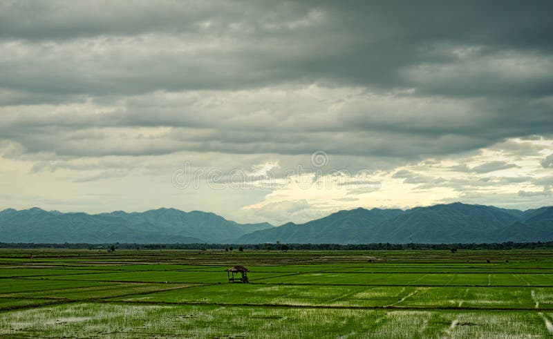 Rice field and rain cloud stock image. Image of nature - 84070299
