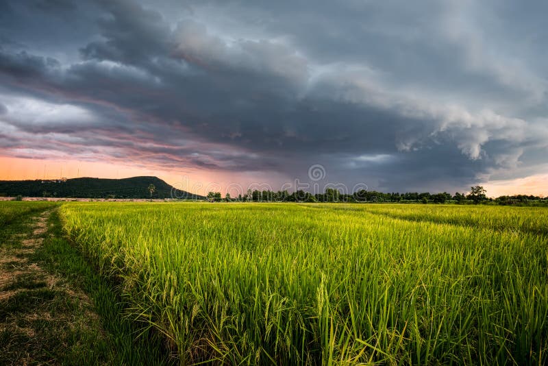 Rice Field in Rain stock photo. Image of field, outdoor - 75952504