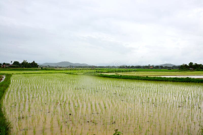 Rice Field while Raining at Nan, Thailand Stock Image - Image of ...