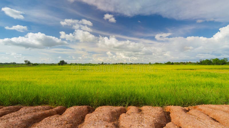 Rice Field with Rainy Season Sky Stock Photo - Image of landscape ...