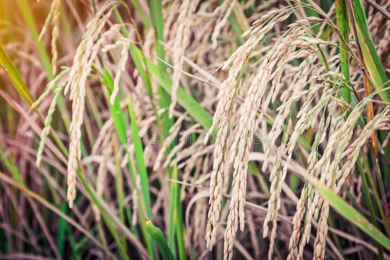 Rice Field Ready for Harvest,close Up Stock Image - Image of crop, farm ...