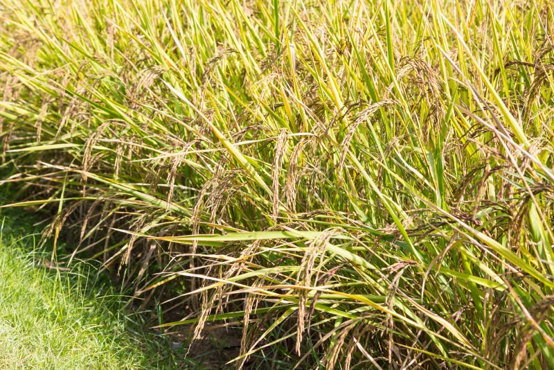 Rice Field Ready for Harvest,close Up Stock Photo - Image of natural ...