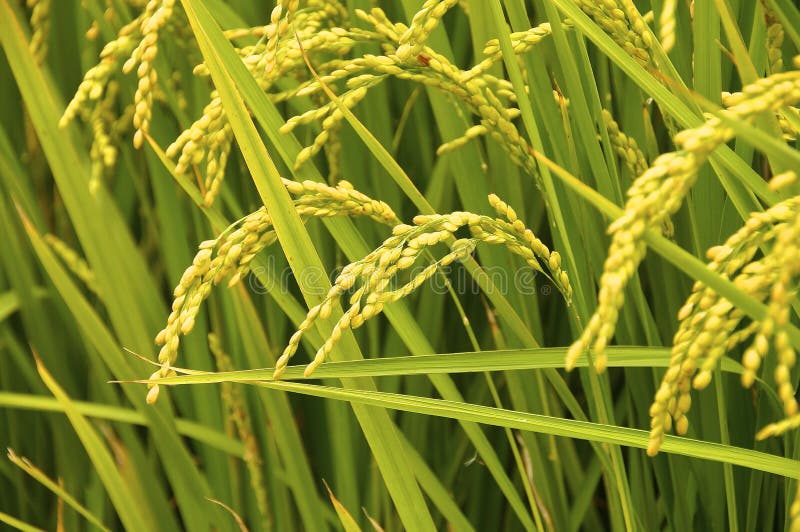 Rice field stock photo. Image of ripe, macro, rural, horizontal - 41446750