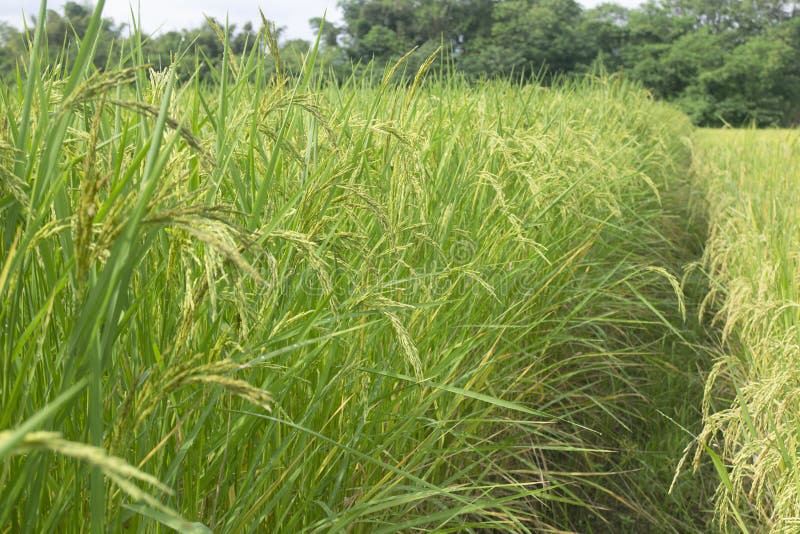 Rice in the Rice Field Ready To Be Harvested Stock Image - Image of ...