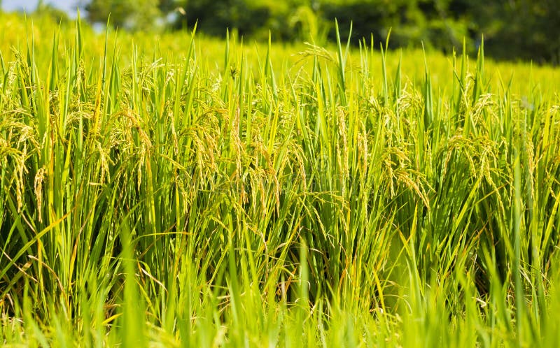 Rice in the field stock photo. Image of outside, paddy - 48199728