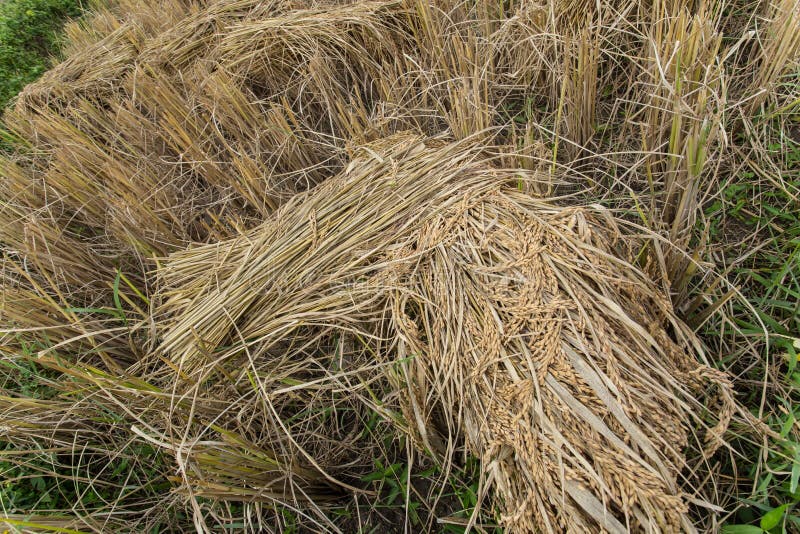 493 Dried Paddy Field Rice Stock Photos - Free & Royalty-Free Stock ...