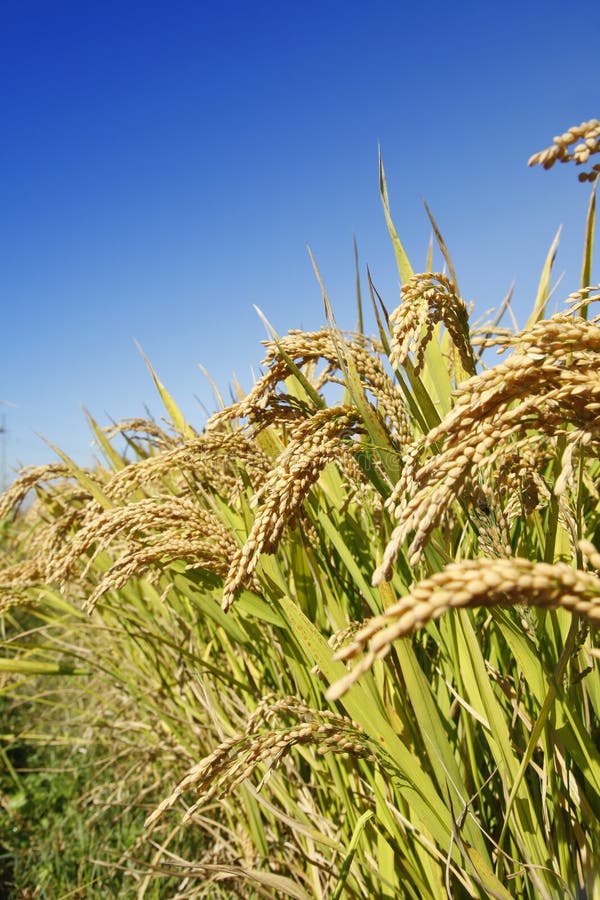 The rice stock image. Image of blue, farmland, background - 122324455