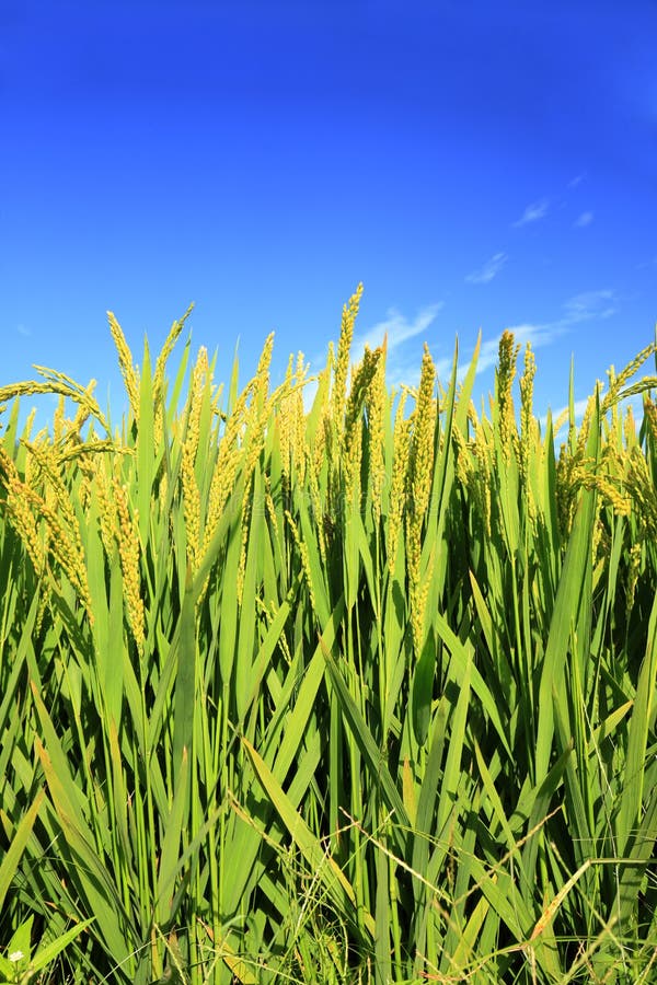 Rice in the field stock photo. Image of leaves, nature - 171538974