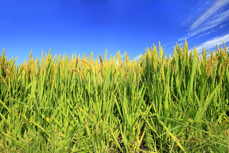 Rice in the field stock photo. Image of asia, blue, east - 171539032