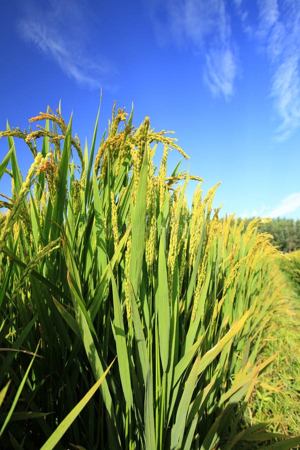 Rice in the field stock image. Image of crop, flora - 171539255