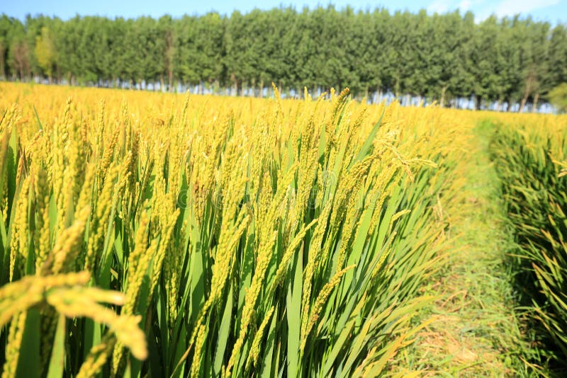 Rice in the field stock image. Image of asia, harvest - 171539369
