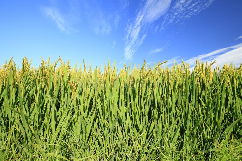 Rice in the field stock photo. Image of farm, harvest - 171539490