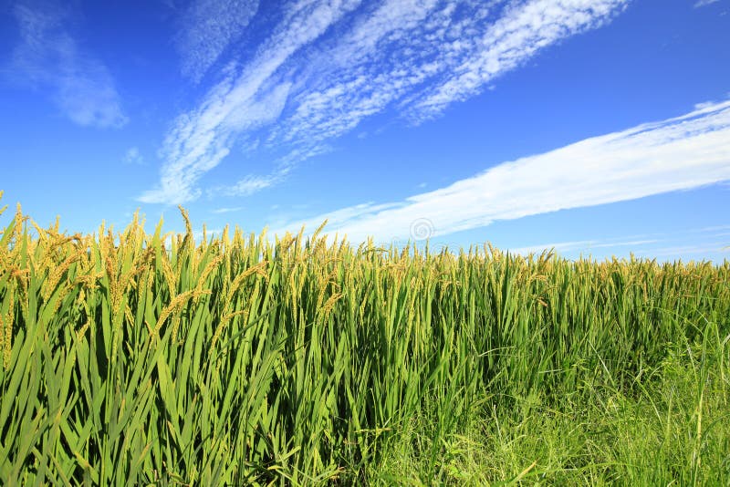 Rice in the field stock photo. Image of plant, botany - 171540266
