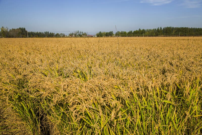 Rice in the field stock photo. Image of asia, countryside - 171628462