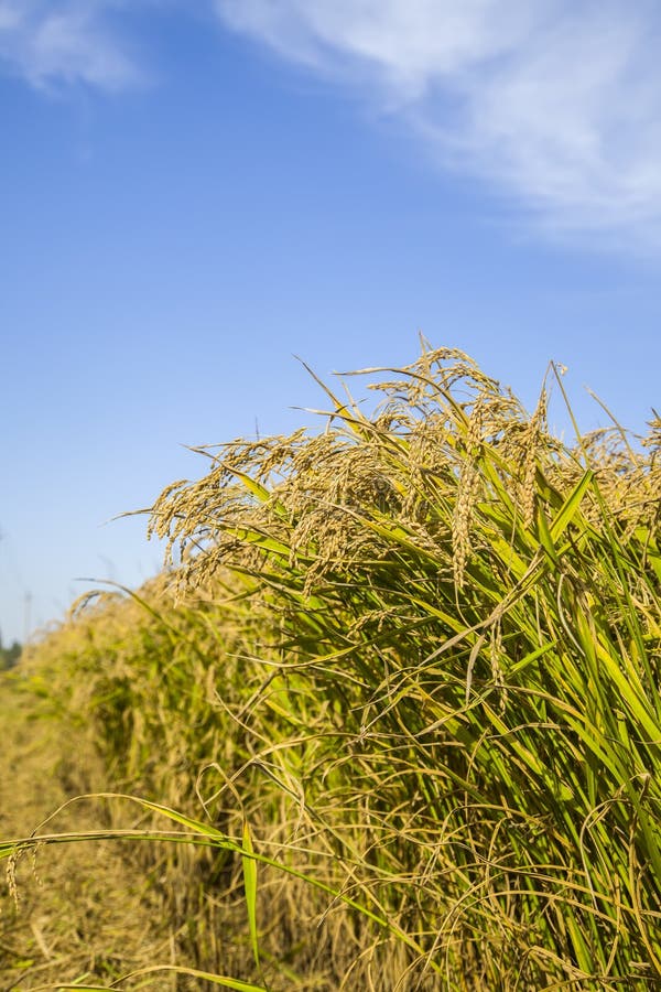 Rice in the field stock image. Image of harvest, ripe - 171628557