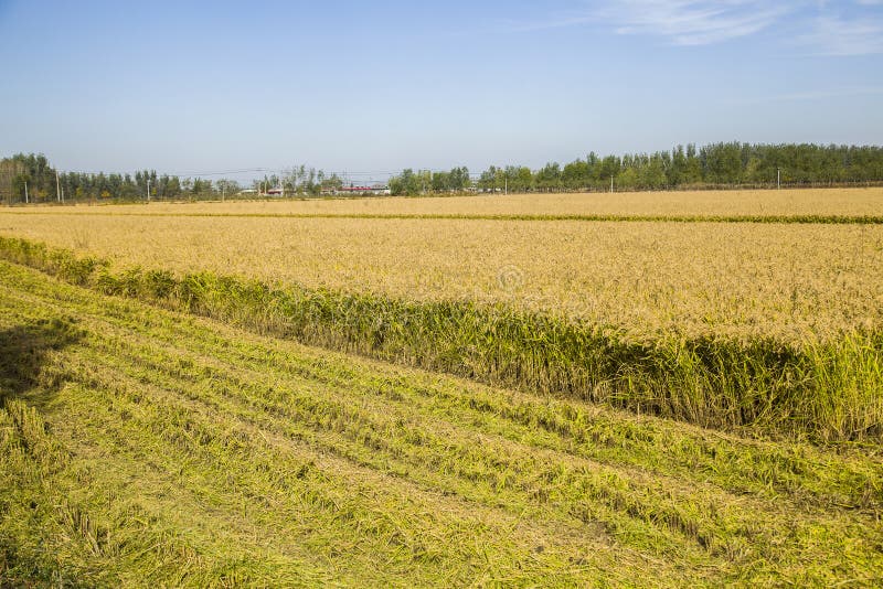 Rice in the field stock image. Image of crop, countryside - 171628915