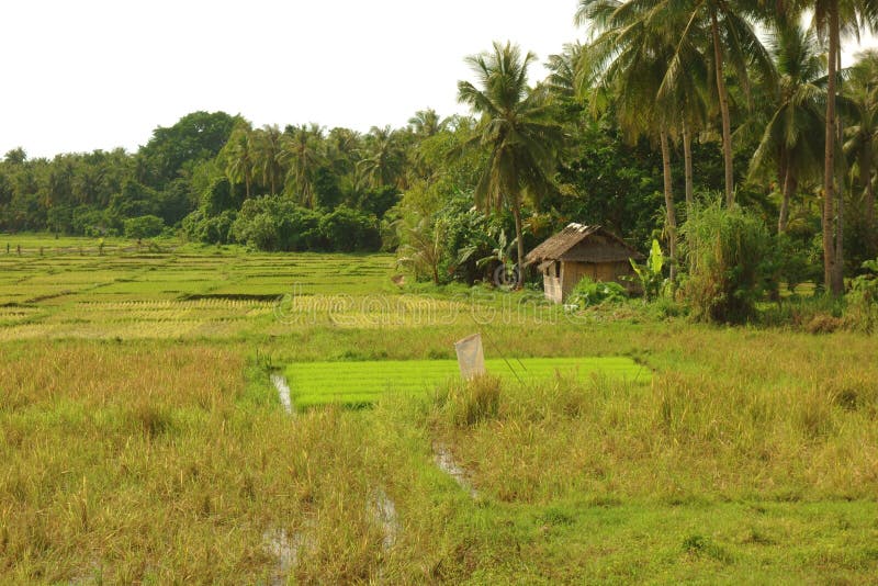 Rice field stock photo. Image of scenery, agriculture - 99908736