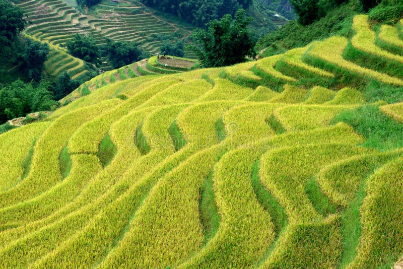 Rice field stock photo. Image of field, mountains, rice - 108619978