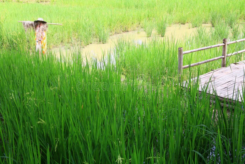 Rice field stock photo. Image of food, natural, farming - 102187876