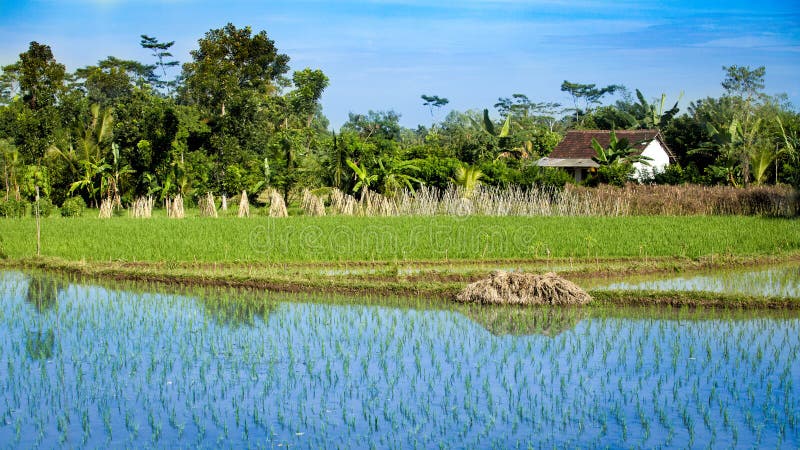 Rice Growth Stages Stock Photos - Free & Royalty-Free Stock Photos from ...