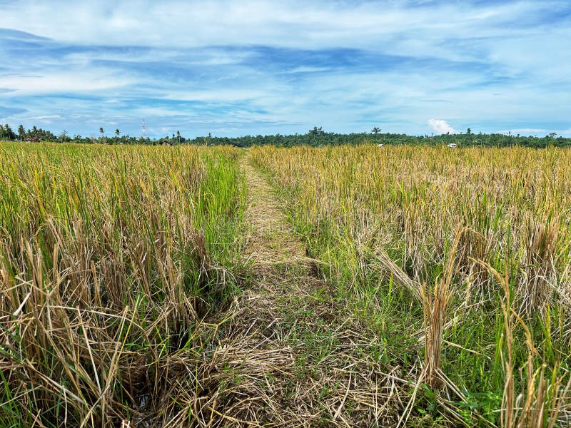 Rice field and rice stock photo. Image of grow, border - 323110114
