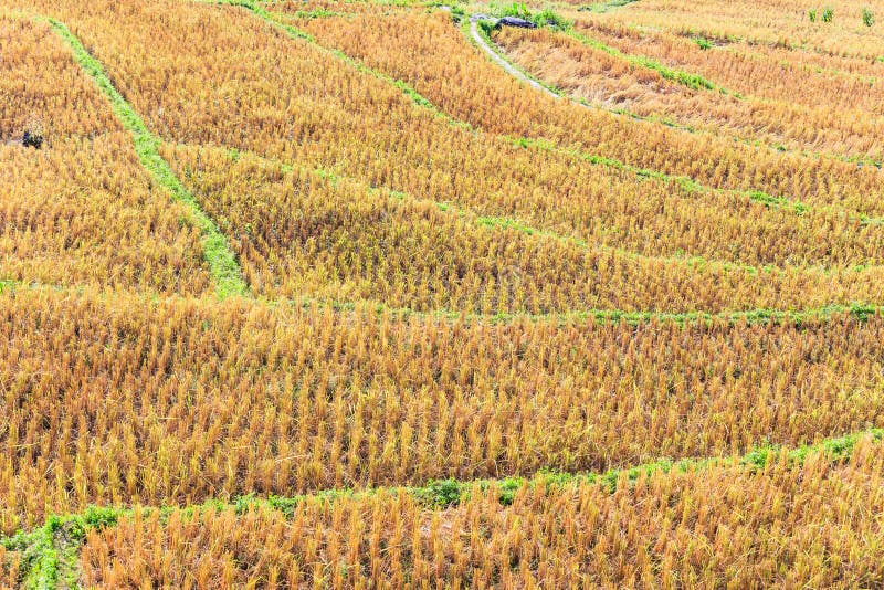 Rice Field with Rice Stubble Left after Harvesting Stock Photo - Image ...