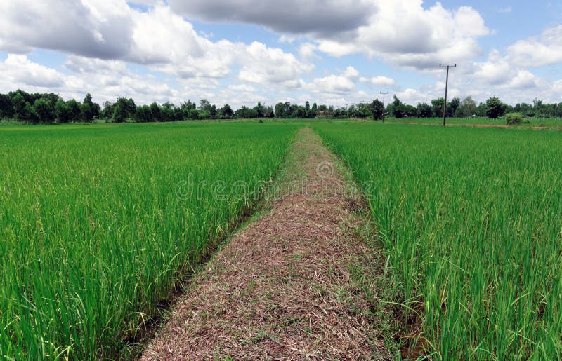 Rice field ridge stock image. Image of field, green, agriculture - 45211727