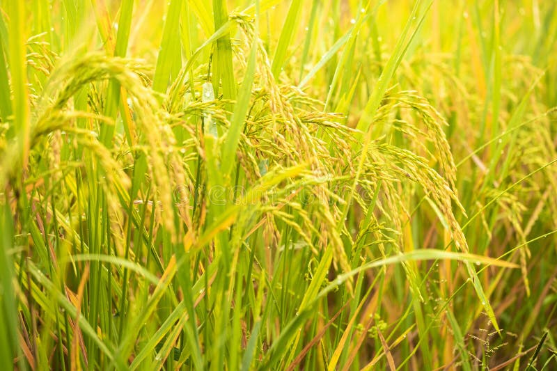 Rice stock image. Image of plantation, asian, green - 283235069