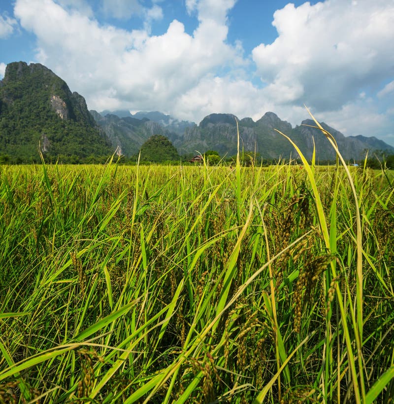 Rise field stock image. Image of area, agriculture, cultivate - 54184893