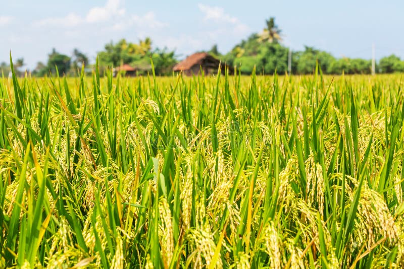 Rice field stock image. Image of nature, leaves, fertile - 54876863