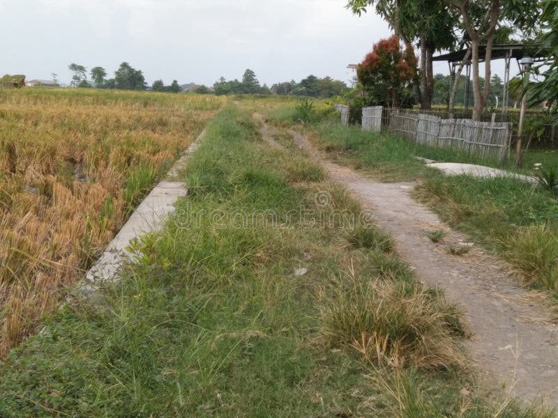 Take a Walk in the Rice Fields Stock Image - Image of rice, field ...