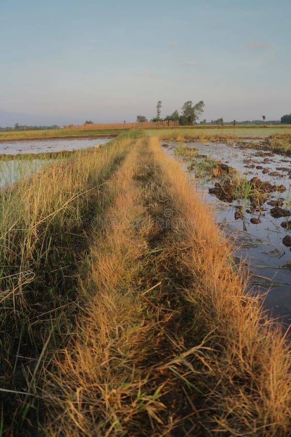 Rice Field Road with Yellow Grass Stock Photo - Image of farm, growth ...